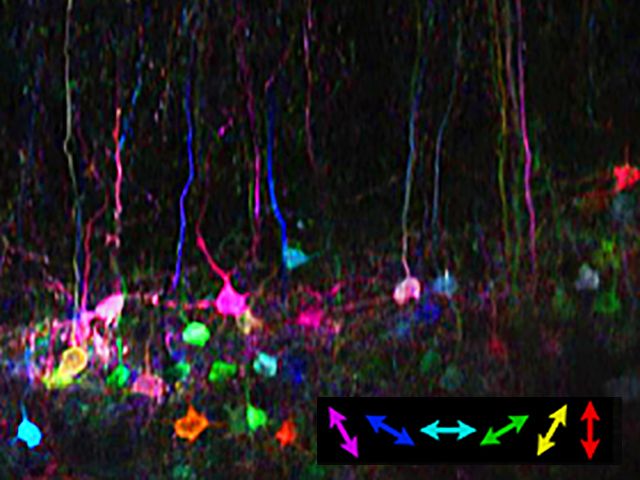 Research | Michael Jacobs Goard Lab | UC Santa Barbara